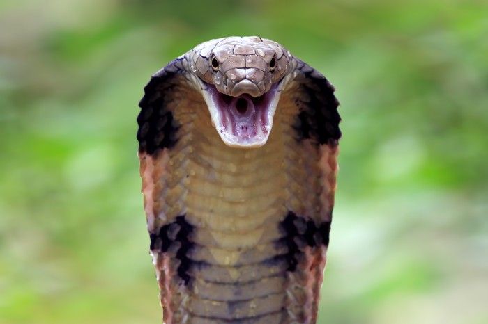 Snake bite company snares new CEO | Pharmaceutical | The Pharmaletter ...